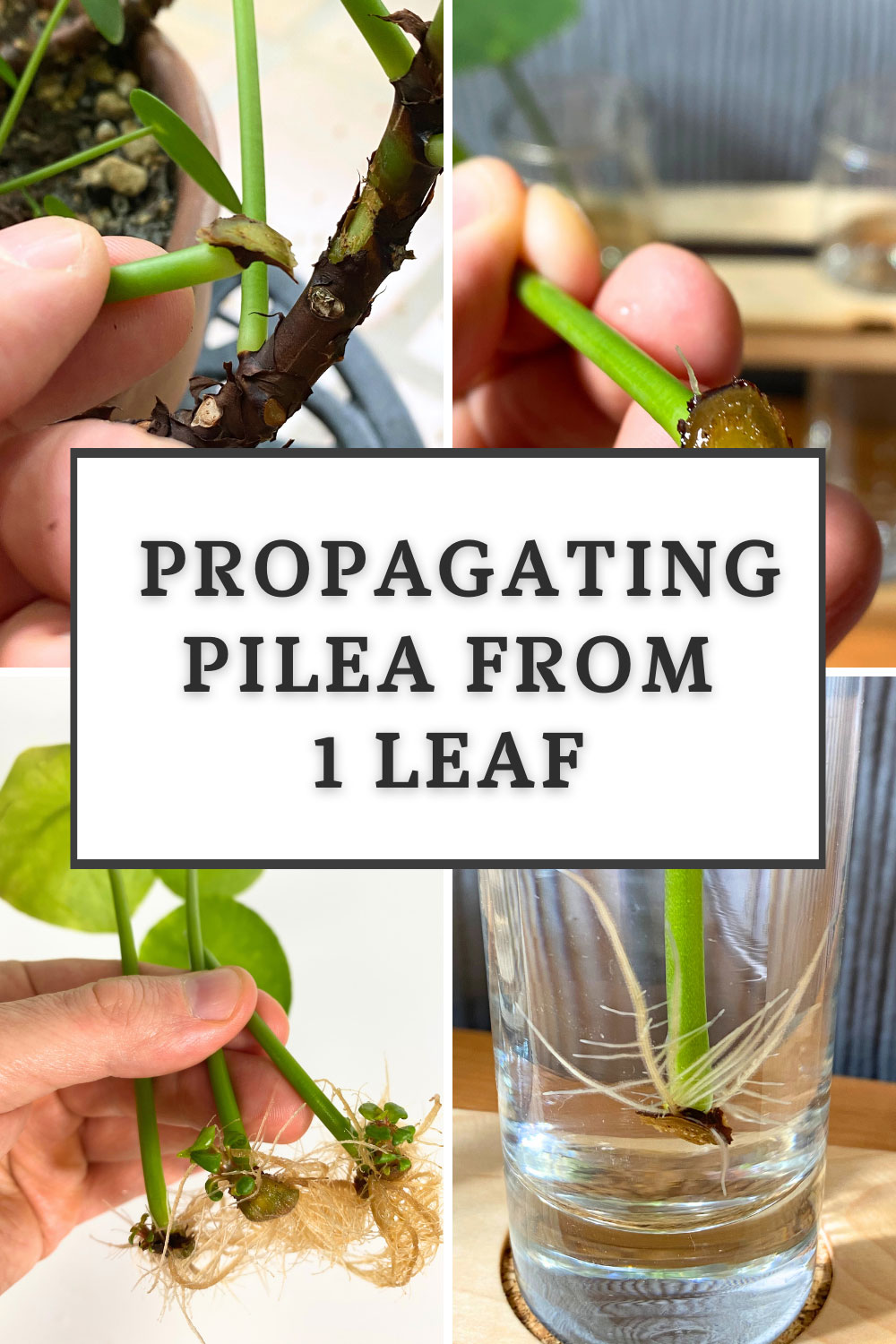 Can you propagate Pilea from a single leaf? YES! Here's How
