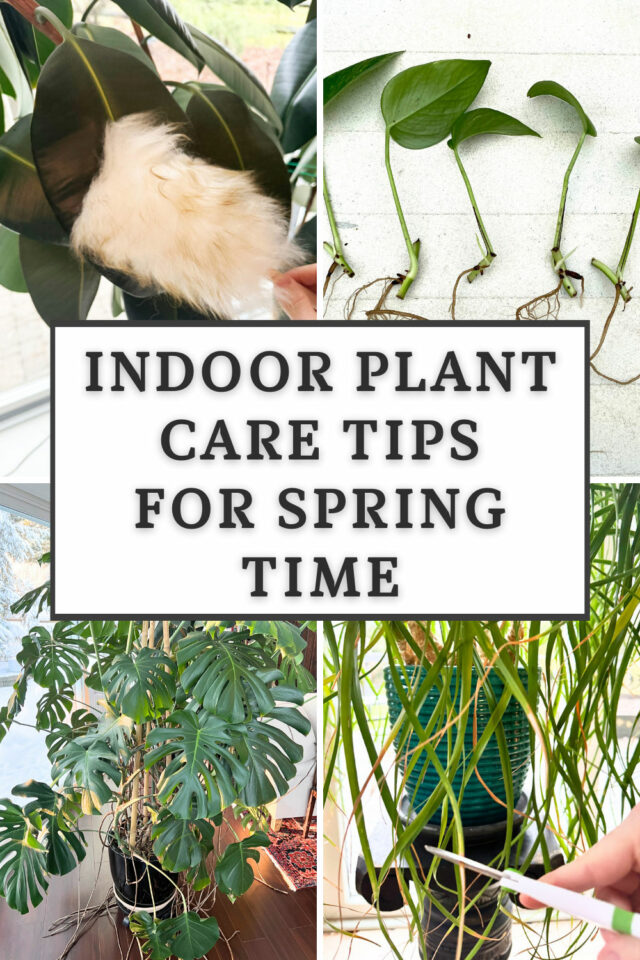 7 Very Important Indoor Plant Care Tips for Spring