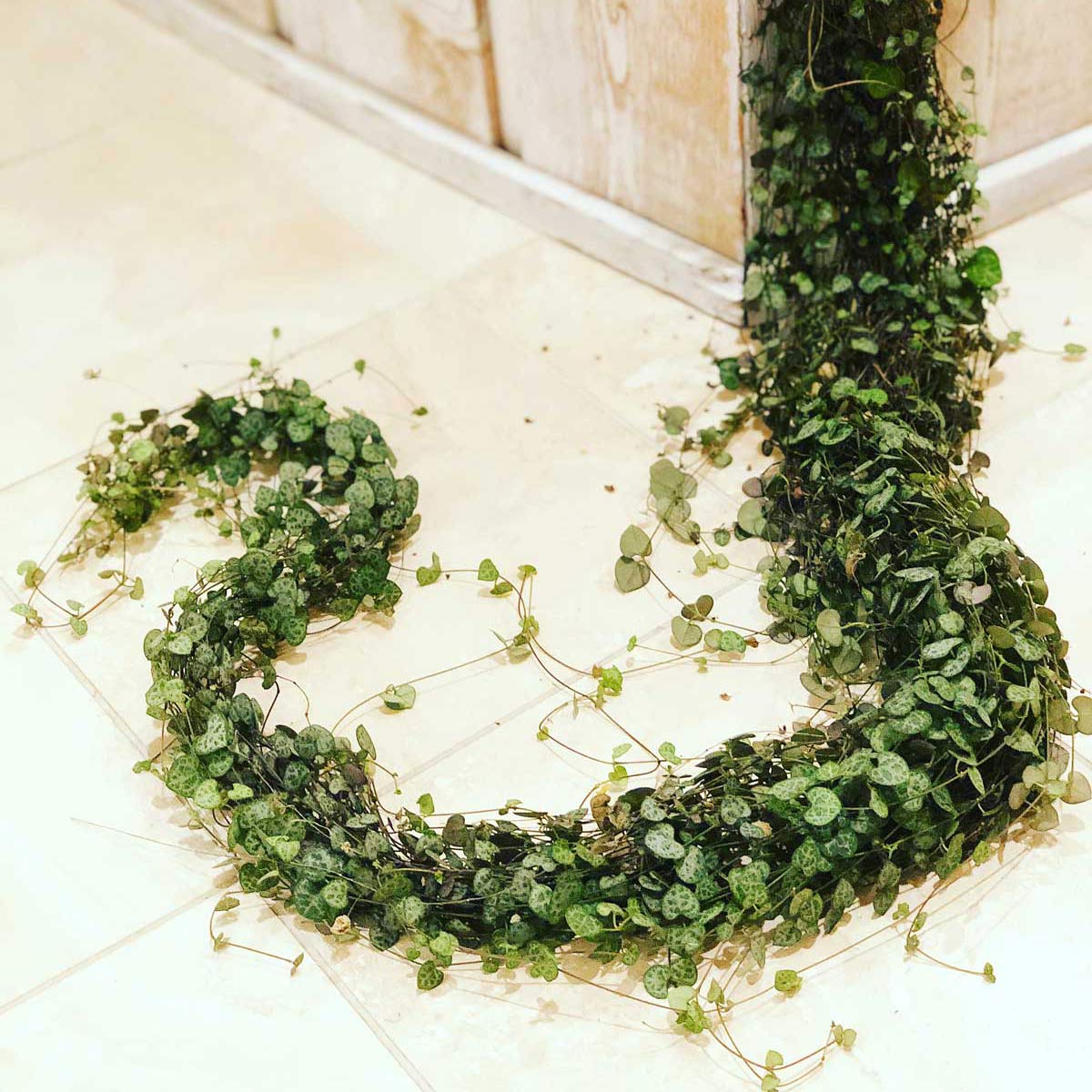Propagating String of Pearls: 3 Easy Steps w/ Pics