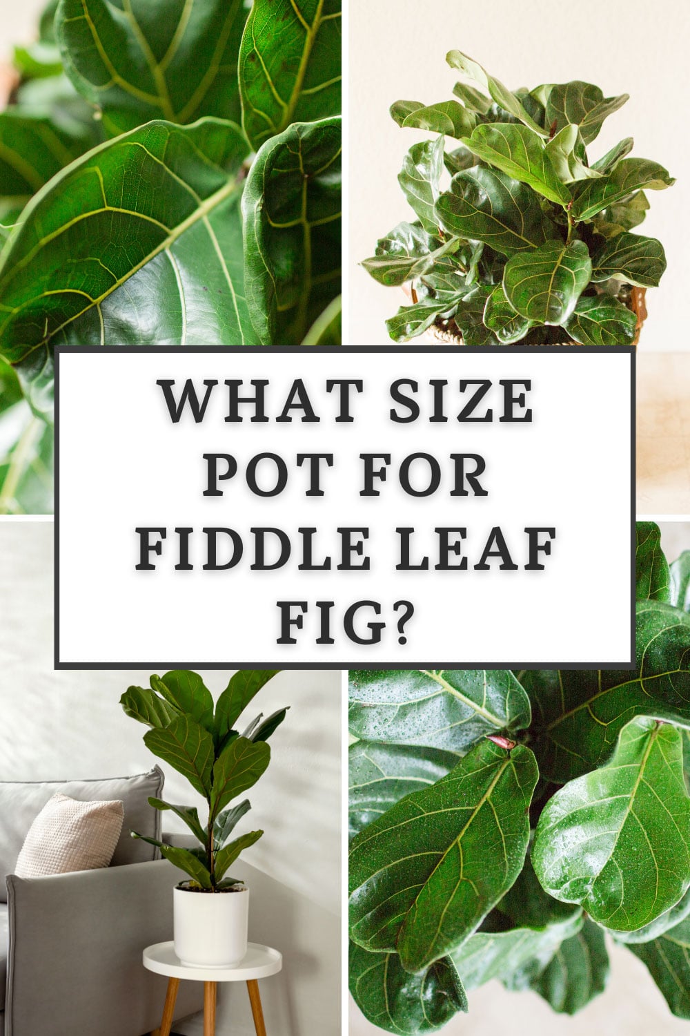 What Size Pot to Plant Fiddle Leaf Fig: 3 Easy Tips