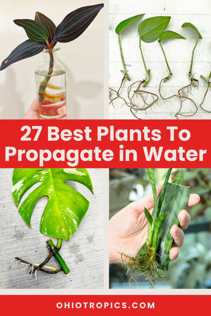 27 Best Houseplants to Propagate in Water