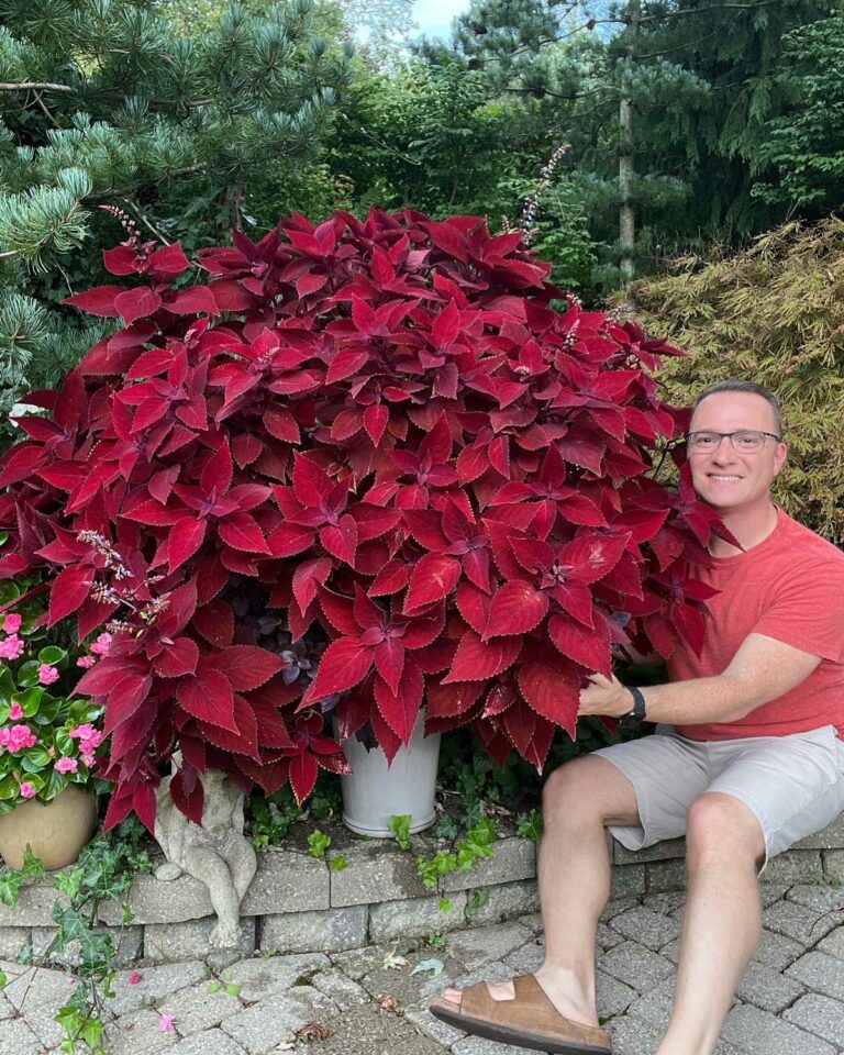 15 Shade Plant Choices for Front Porch Flower Pots