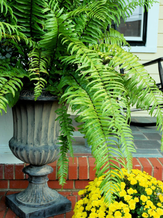 15 Shade Plant Choices for Front Porch Flower Pots