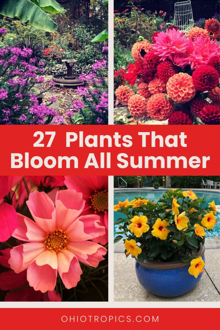 27 Plants That Bloom All Summer Long in Your Garden