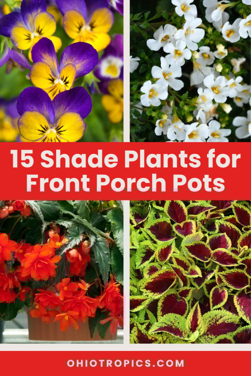 15 Shade Plant Choices for Front Porch Flower Pots