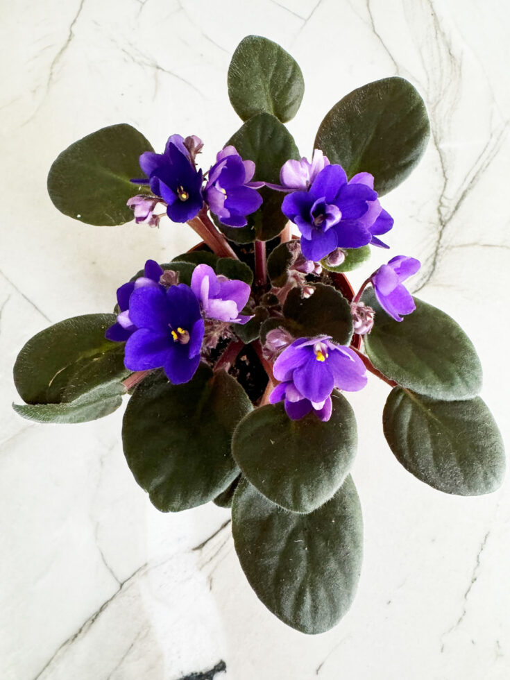 African Violets in Self-Watering Pots: 4 Steps to Success