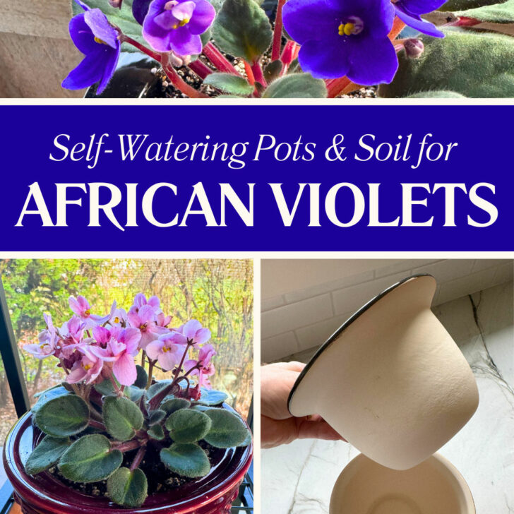 Are African Violets Poisonous to Cats? 3 Things to Know