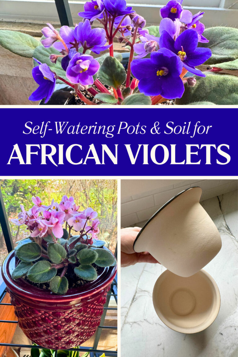 Are African Violets Poisonous to Cats? 3 Things to Know