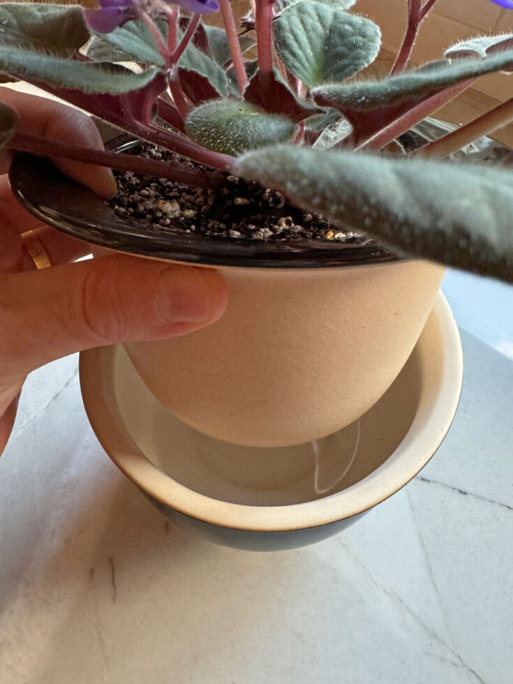 African Violets in Self-Watering Pots: 4 Steps to Success