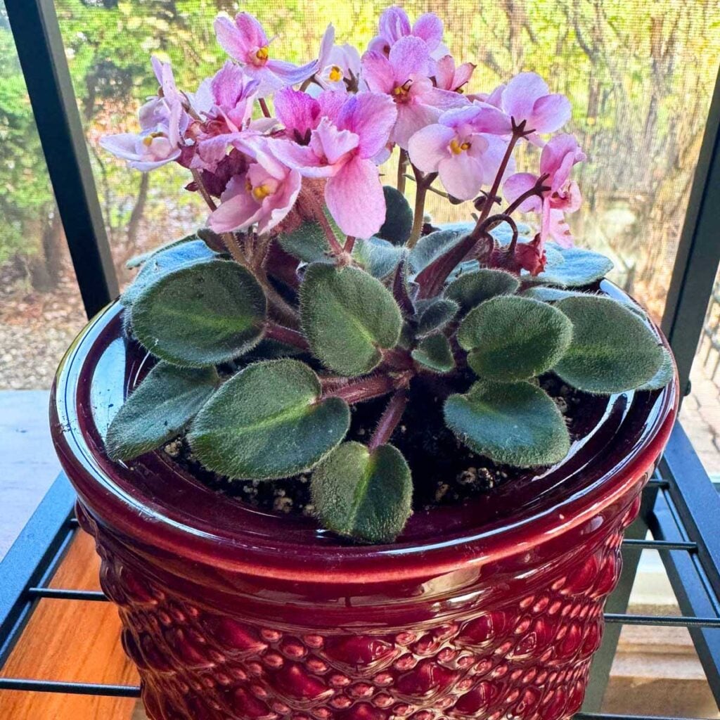 Are African Violets Poisonous to Cats? 3 Things to Know