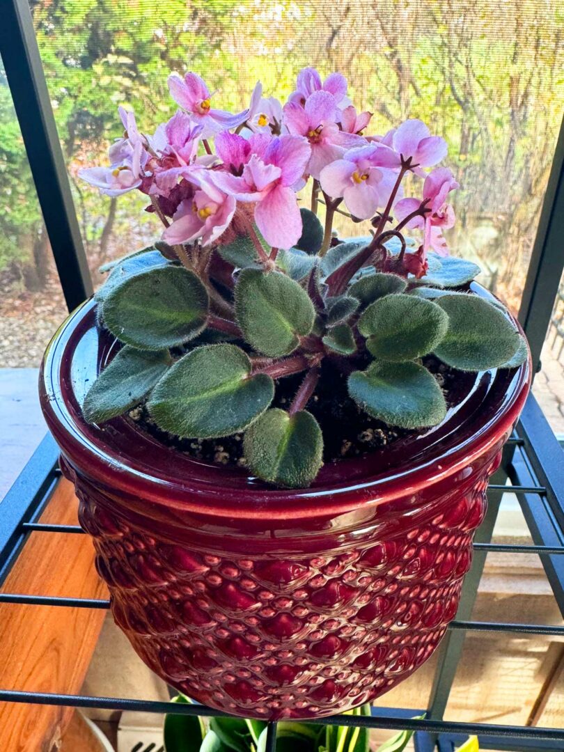 African Violets in Self-Watering Pots: 4 Steps to Success
