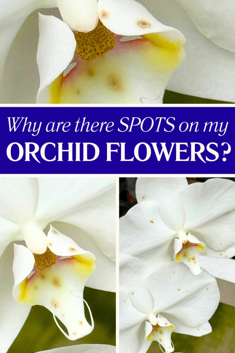 Spots on Orchid Flowers: 4 Tips to Prevent Them