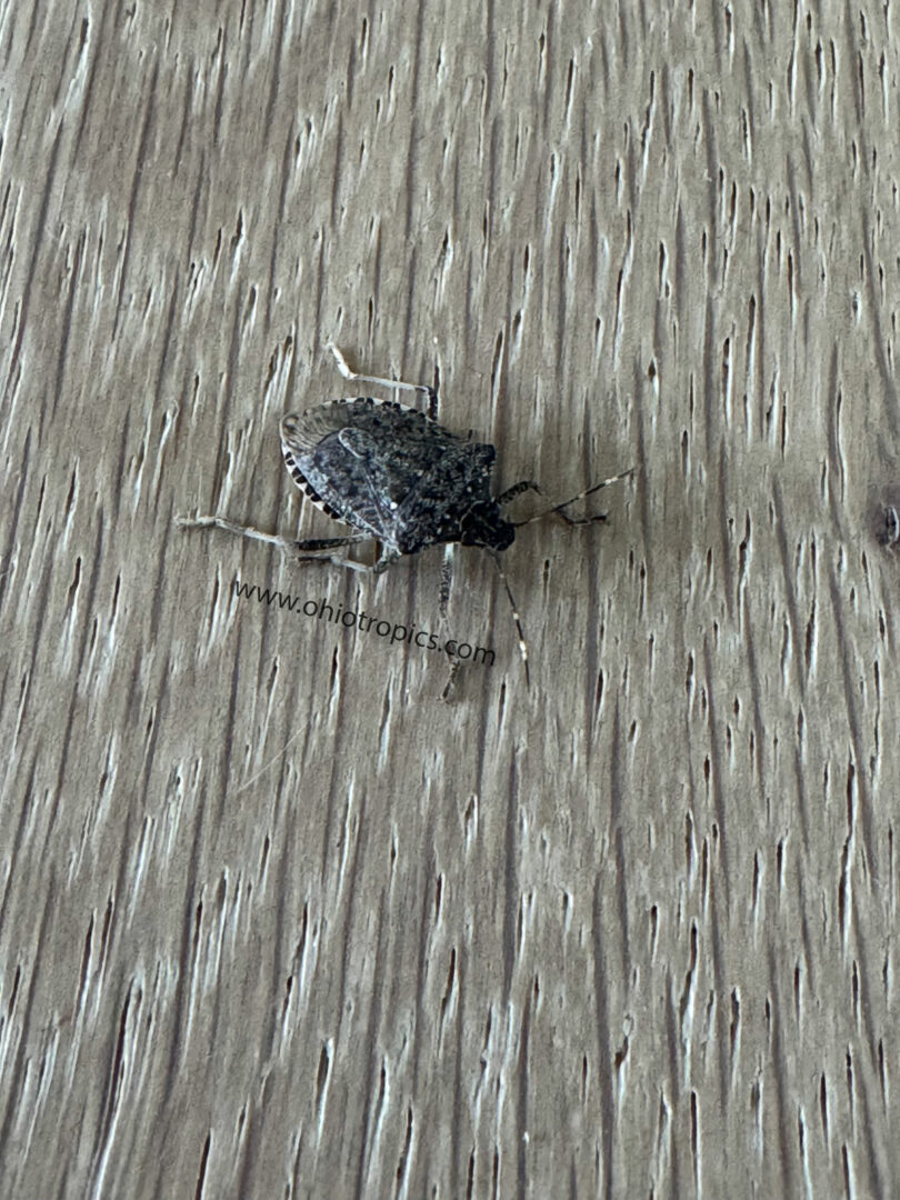 Do Stink Bugs Attack Orchid Plants?