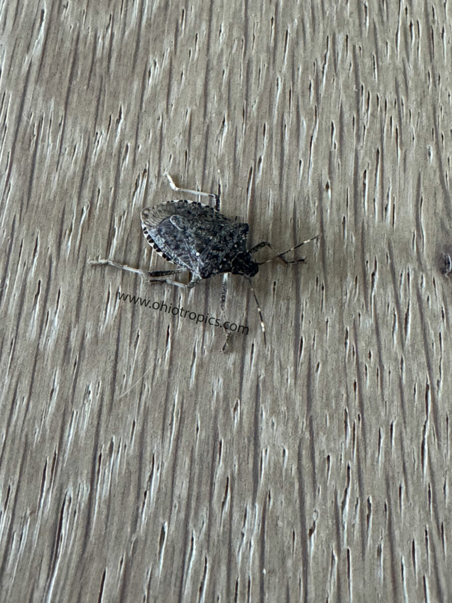 Do Stink Bugs Attack Orchid Plants?