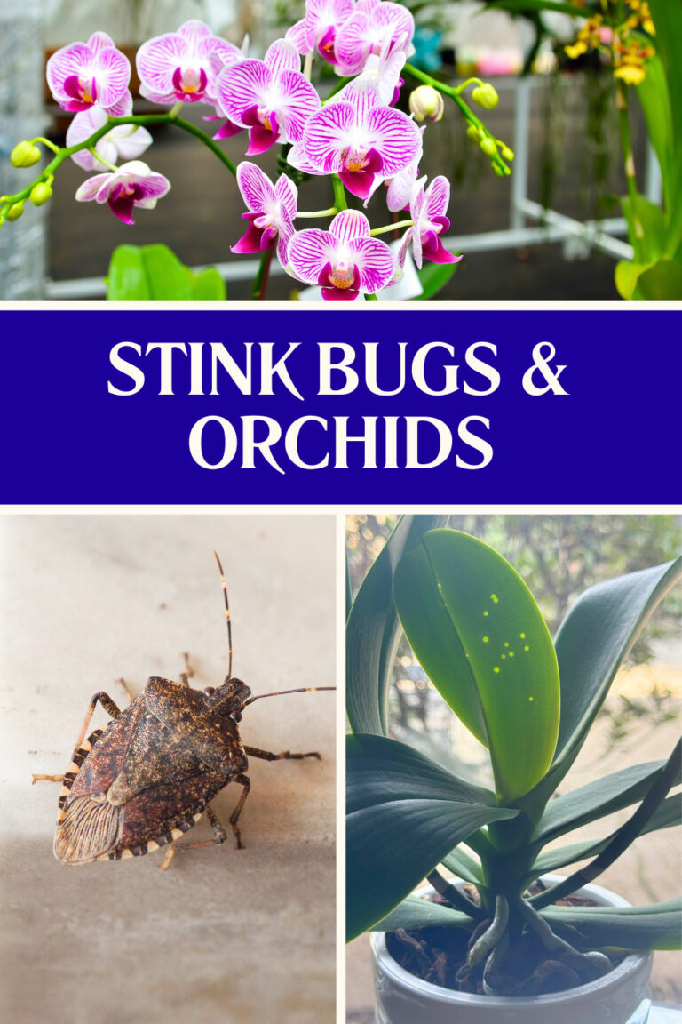 Do Stink Bugs Attack Orchid Plants?