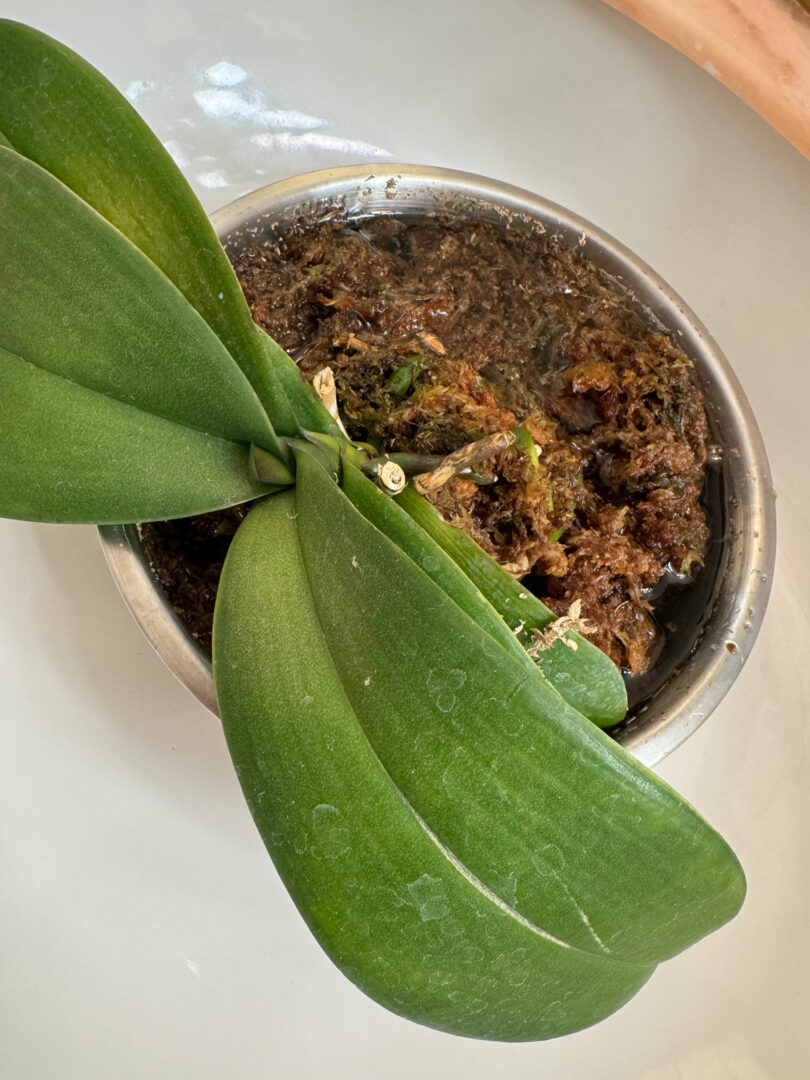 How to Convert Orchids to Water Culture: 3 Easy Steps