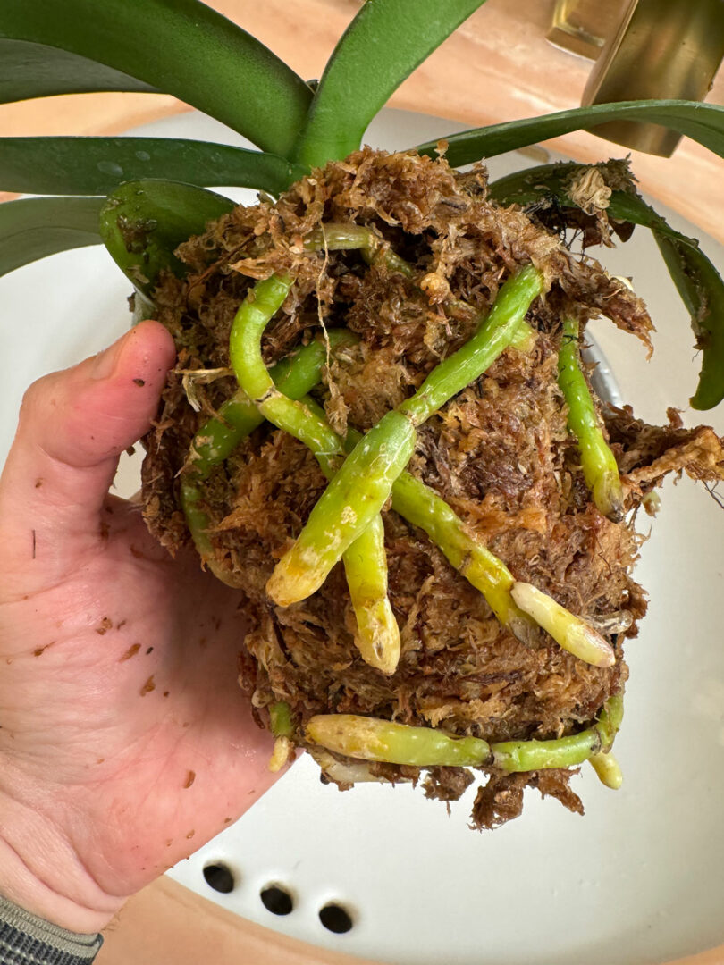 How to Convert Orchids to Water Culture: 3 Easy Steps