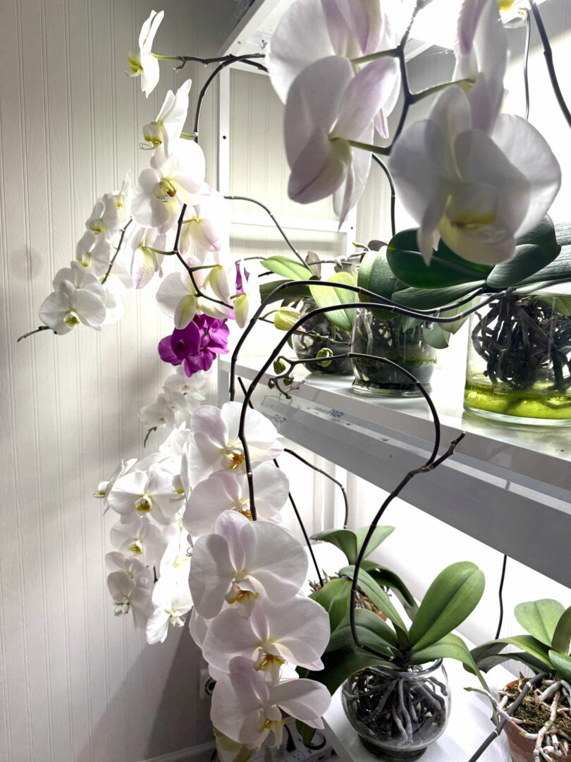 How to Convert Orchids to Water Culture: 3 Easy Steps