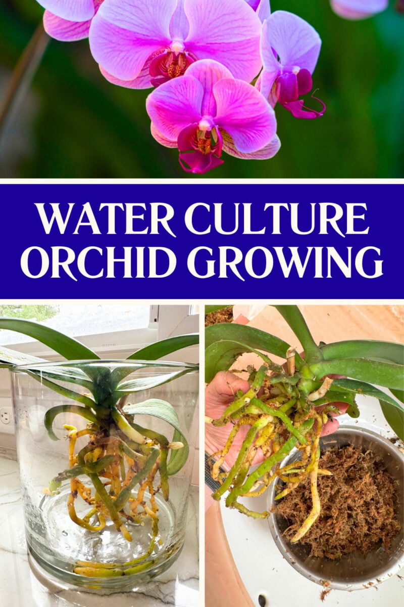 How to Convert Orchids to Water Culture: 3 Easy Steps