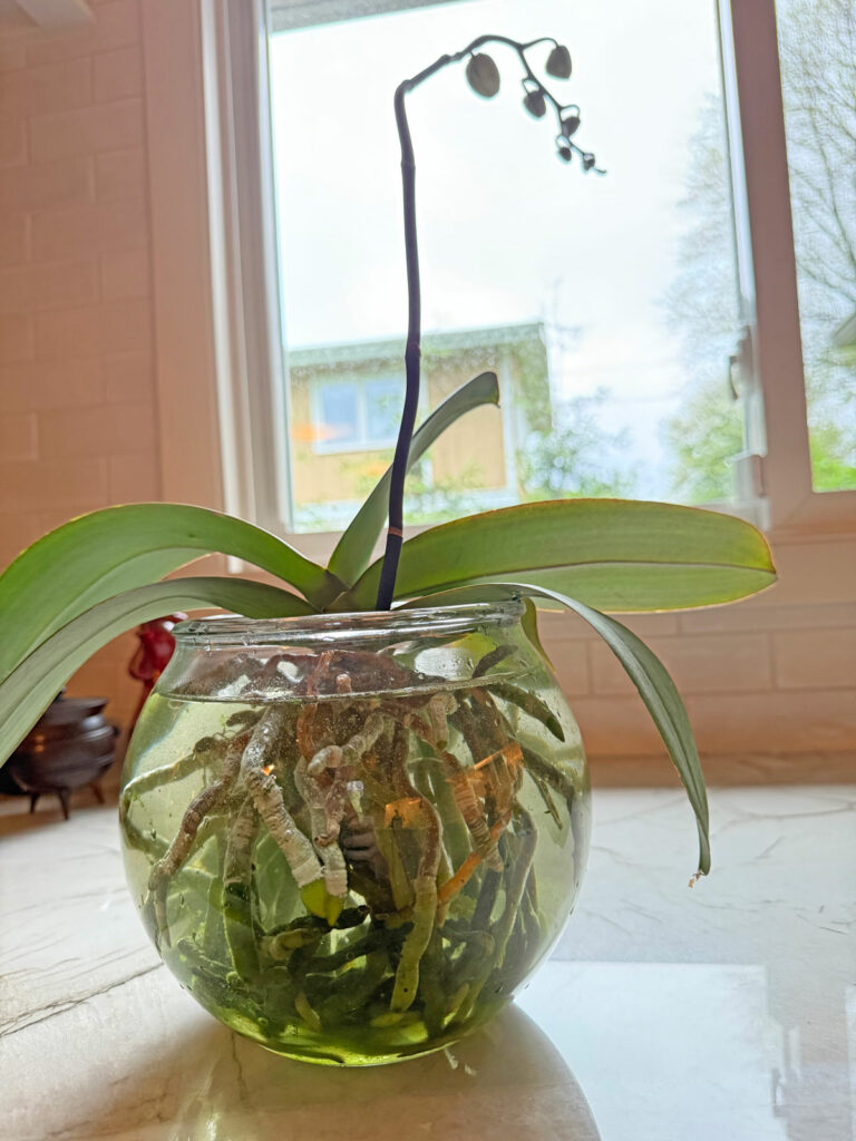 How to Convert Orchids to Water Culture: 3 Easy Steps