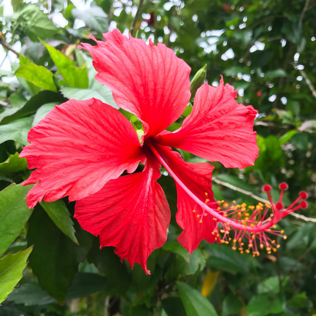 12 Beautiful Indoor Plants that Flower + Care Tips