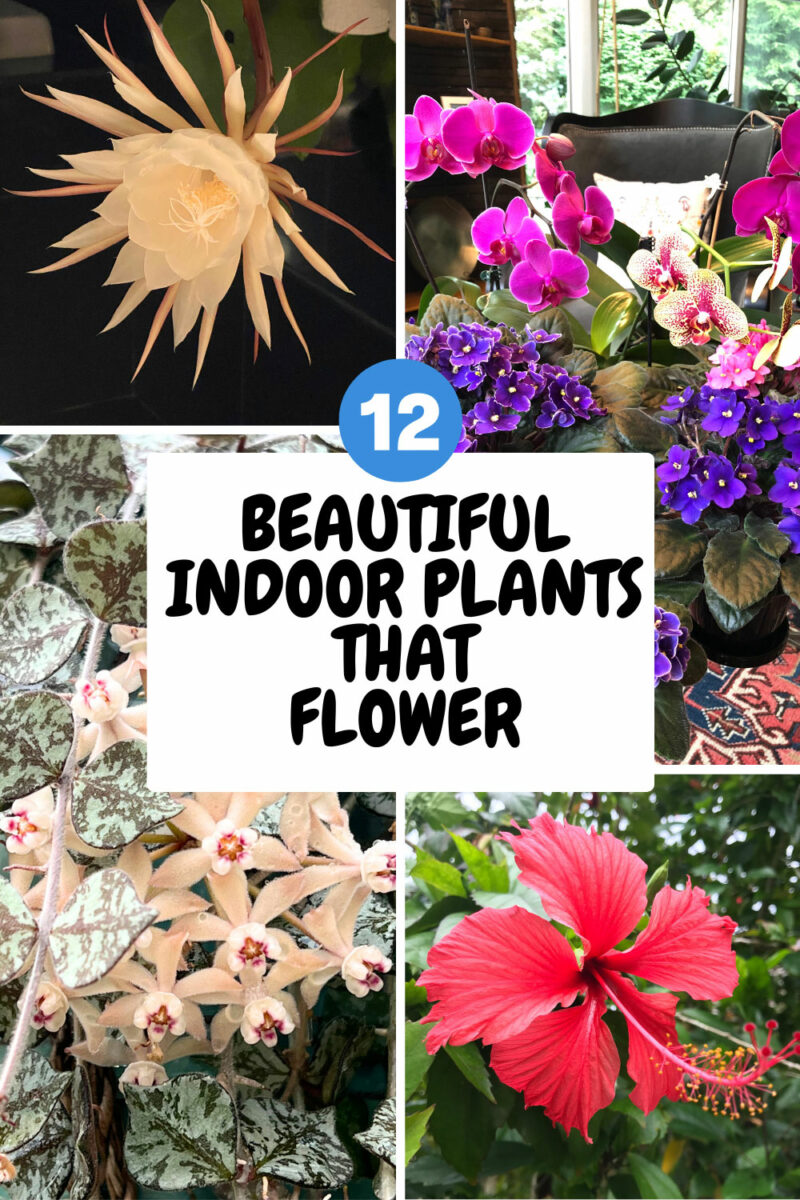 12 Beautiful Indoor Plants that Flower + Care Tips