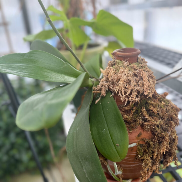 How to Convert Orchids to Water Culture: 3 Easy Steps