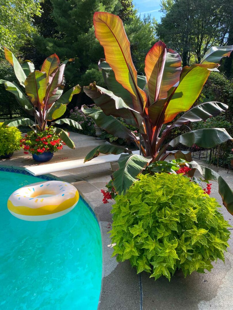 14+ Poolside Plants to Enjoy in Pots or Planters