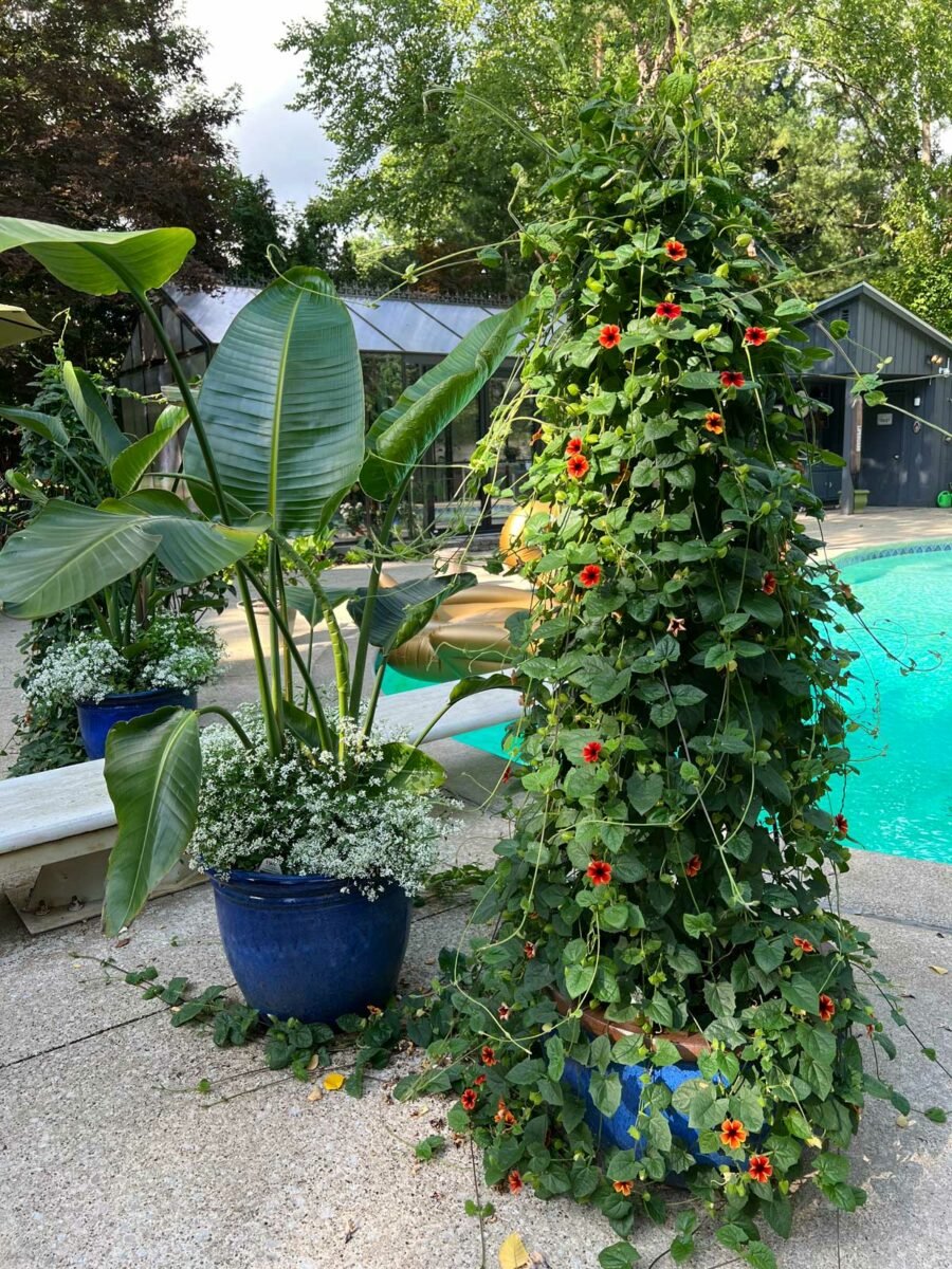 14+ Poolside Plants to Enjoy in Pots or Planters