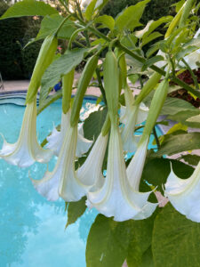 14+ Poolside Plants to Enjoy in Pots or Planters