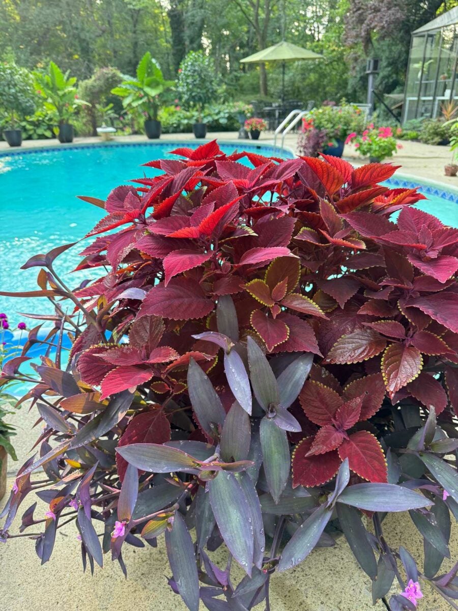 14+ Poolside Plants to Enjoy in Pots or Planters