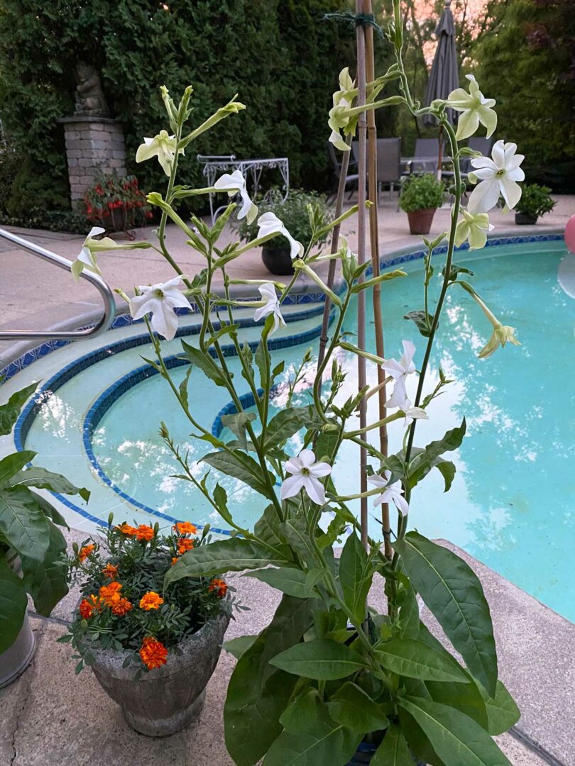 14+ Poolside Plants to Enjoy in Pots or Planters