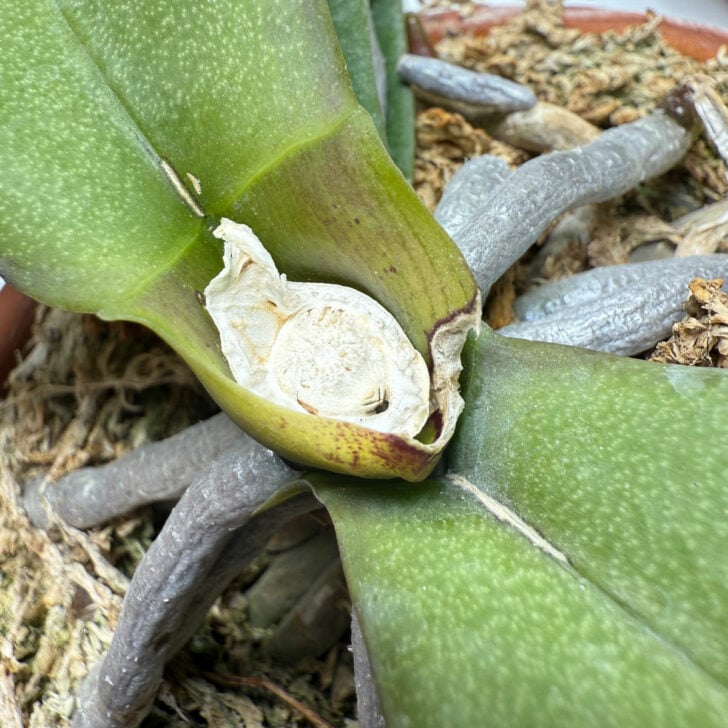 Wrinkled Orchid Leaves: The 1 Common Cause + How to Fix It