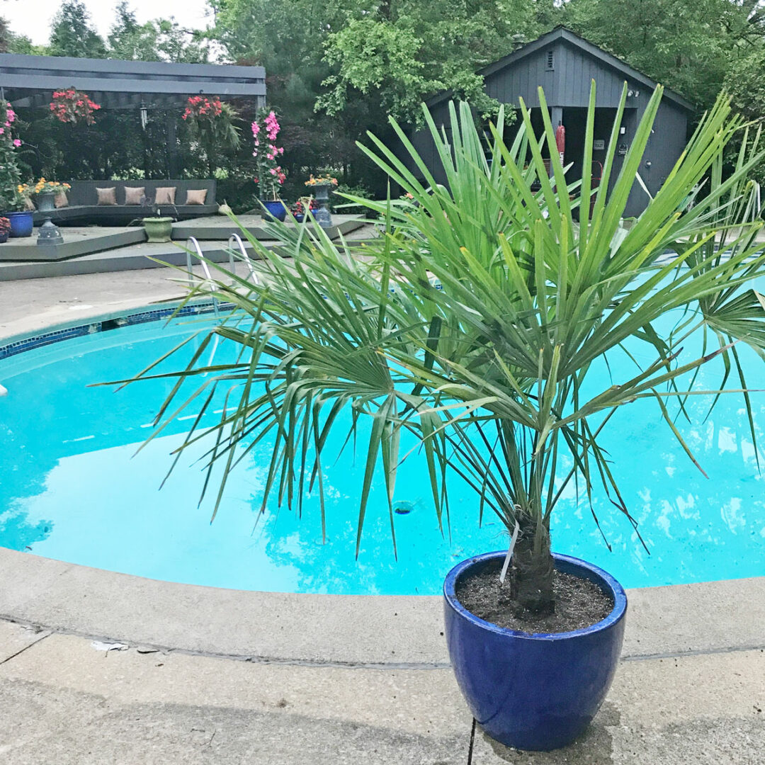 14+ Poolside Plants to Enjoy in Pots or Planters