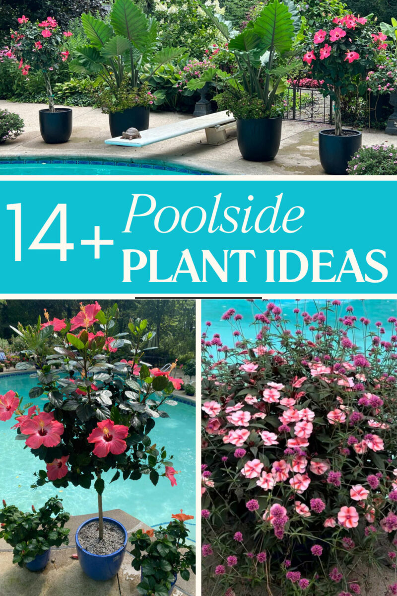 14+ Poolside Plants to Enjoy in Pots or Planters