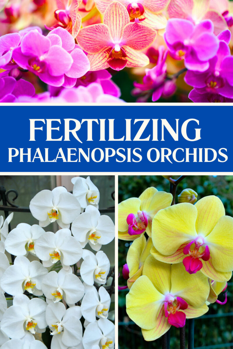 3 Useful Tips to Fertilizing Phalaenopsis, or Moth Orchids