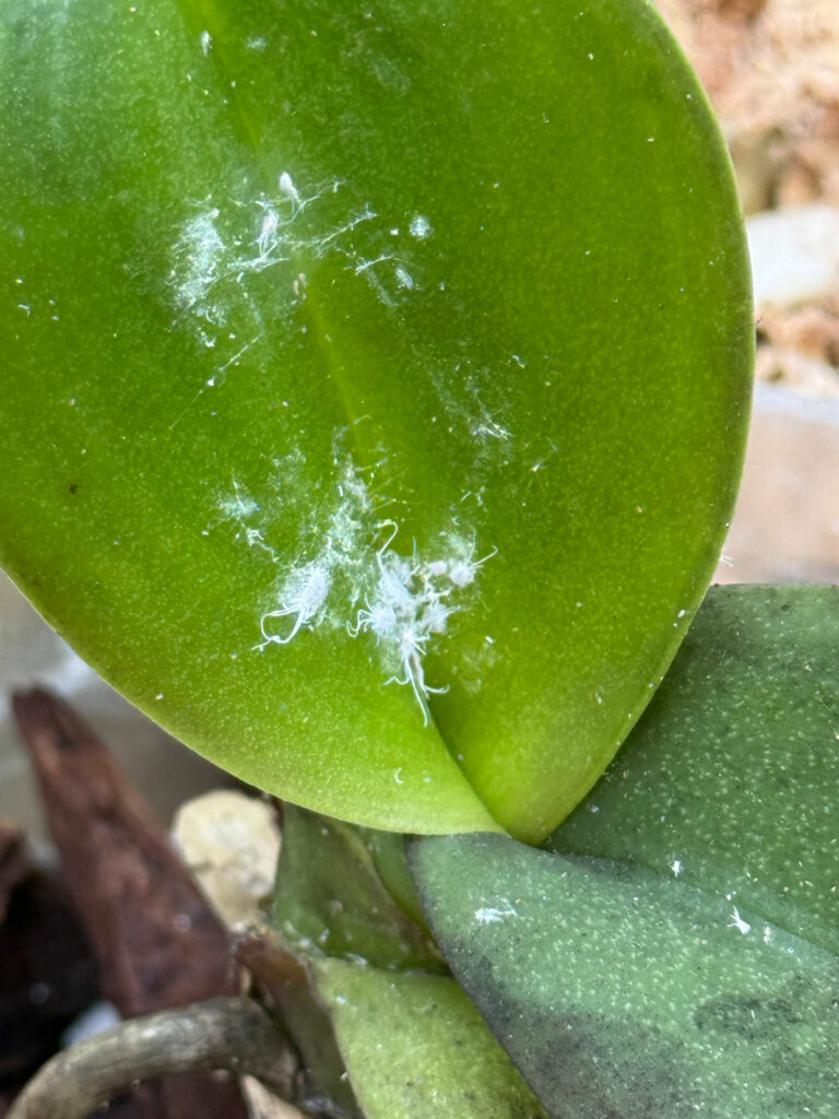 Treating Mealybugs on Phalaenopsis Orchids: 3 Simple Steps