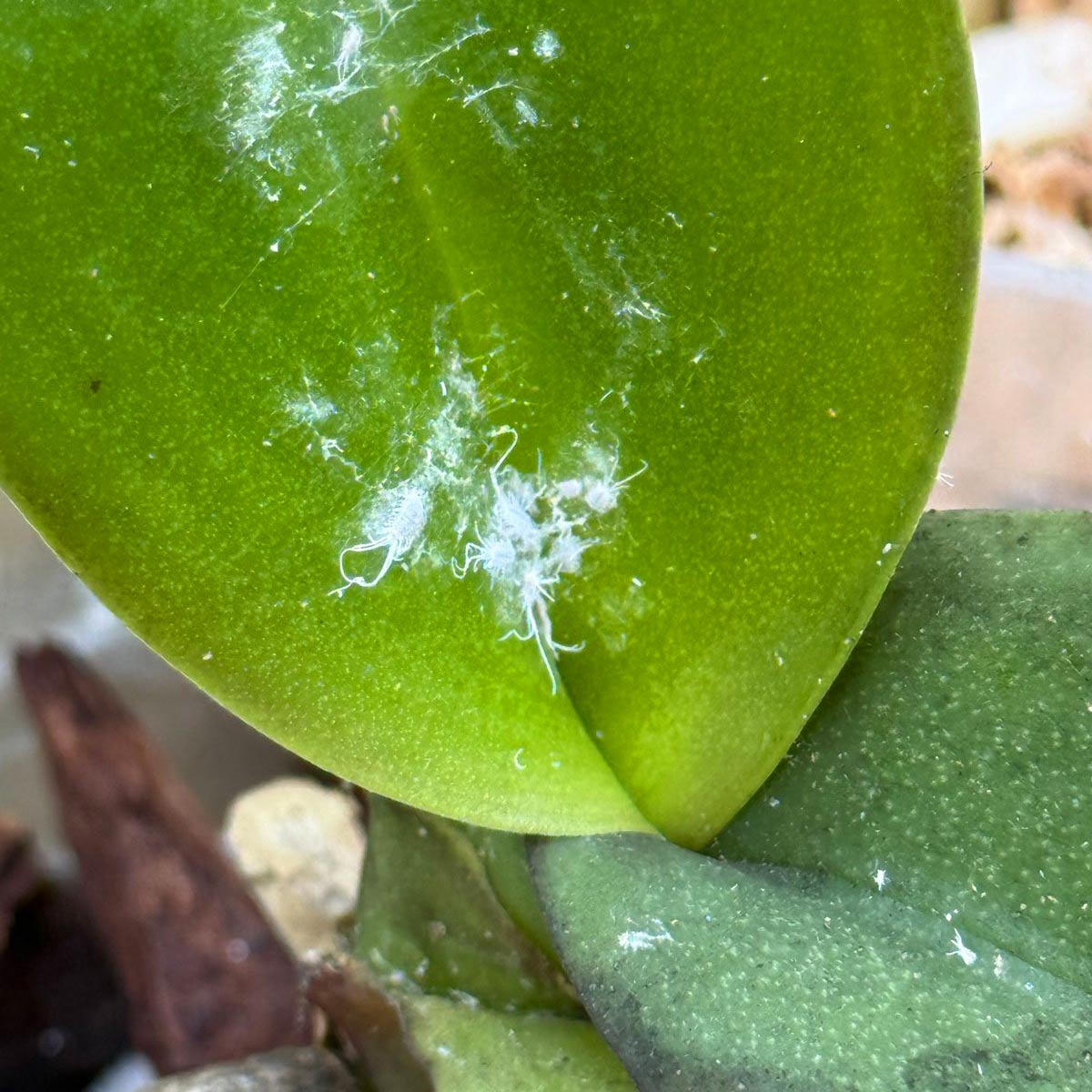 Treating Mealybugs on Phalaenopsis Orchids: 3 Simple Steps