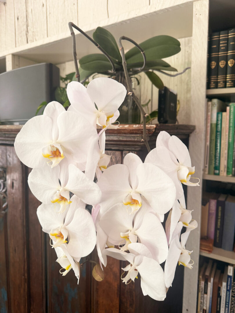How to Convert Orchids to Water Culture: 3 Easy Steps