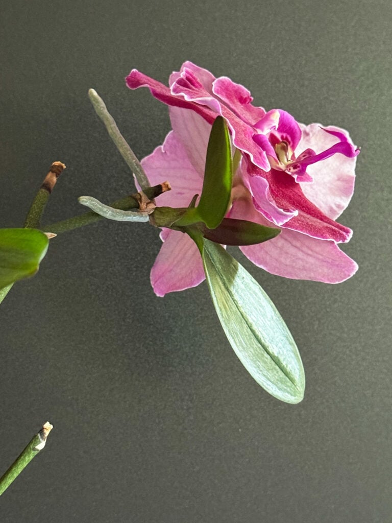 How to Pot Up Phalaenopsis Orchid Keikis: 3 Simple Steps