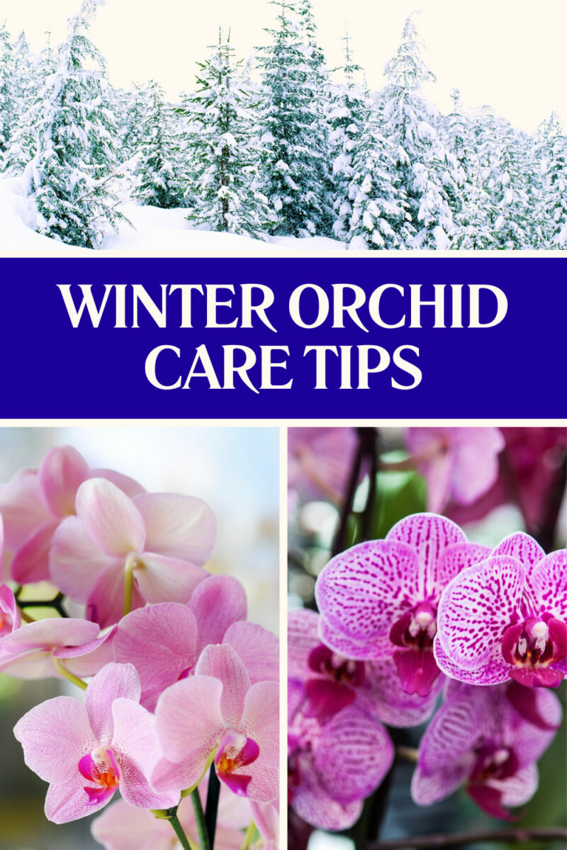 Winter Orchid Care for Phalaenopsis: 5 Key Considerations