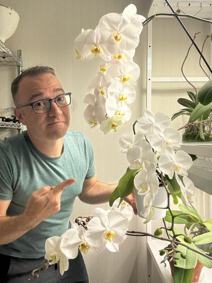 How to Grow Orchids Under Lights: A Practical Guide