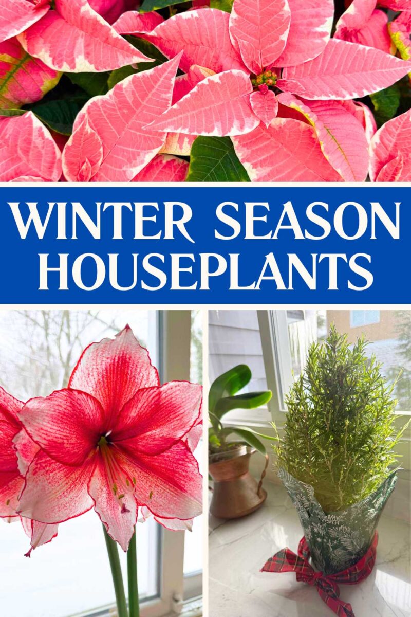 10 Delightful Houseplants for the Winter Season