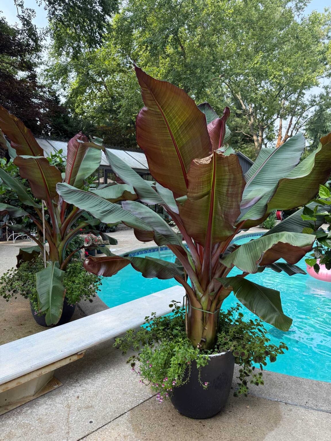 Tips to Reuse Old Potting Soil for Outdoor Flower Pots